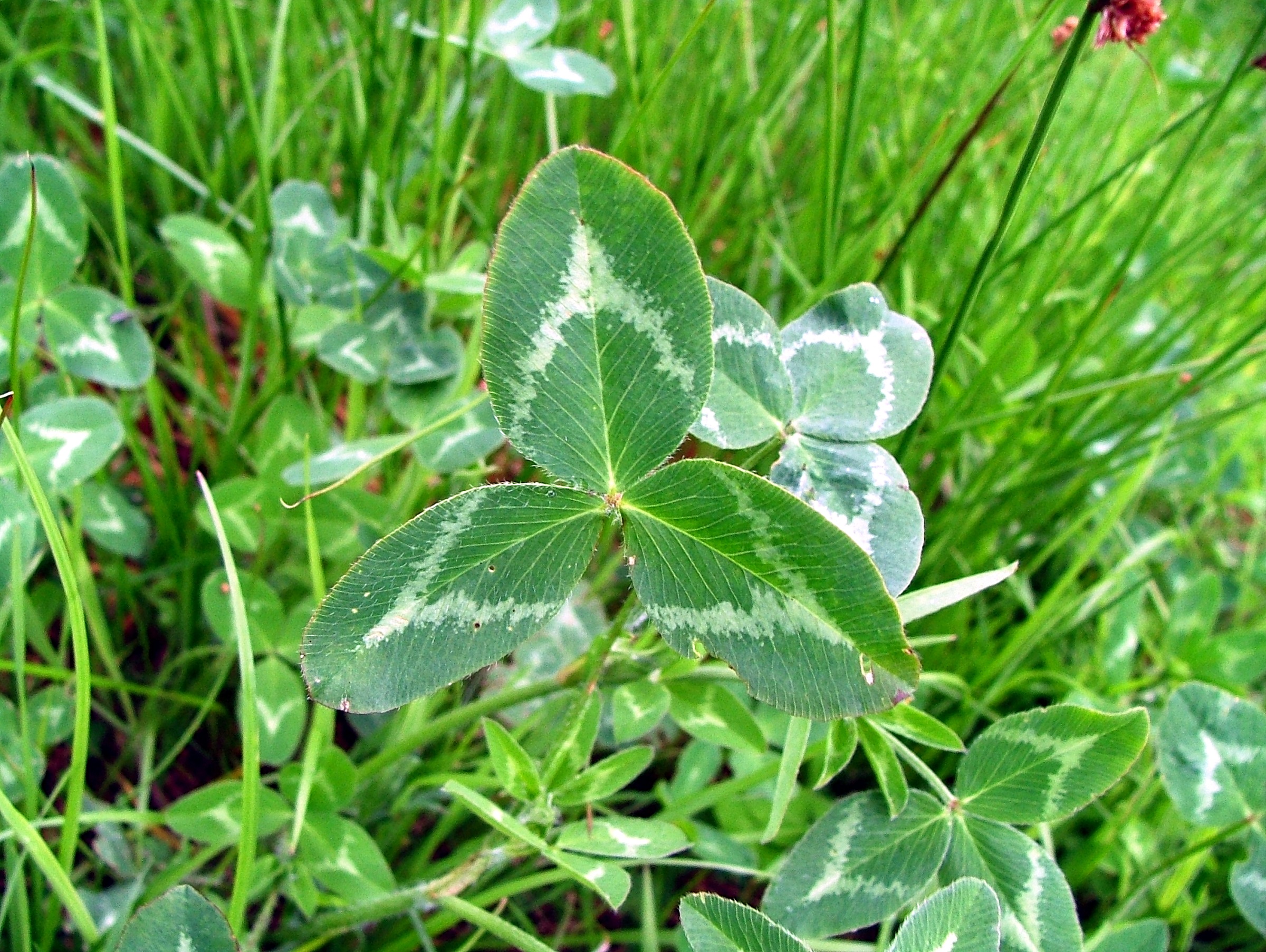 Trifoiul roșu, eficient în terapia cancerului de sân și a celui uterin ...