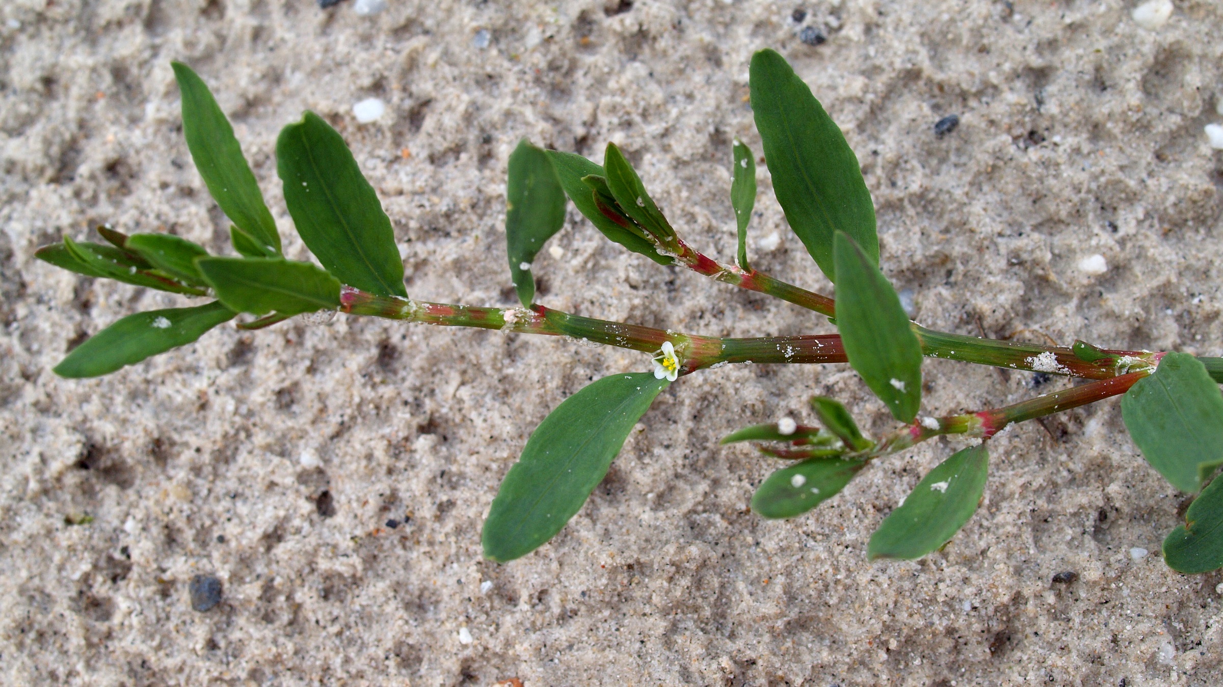 Troscotul, buruiana Cenușăreasă: umilă, dar plină de calități ...