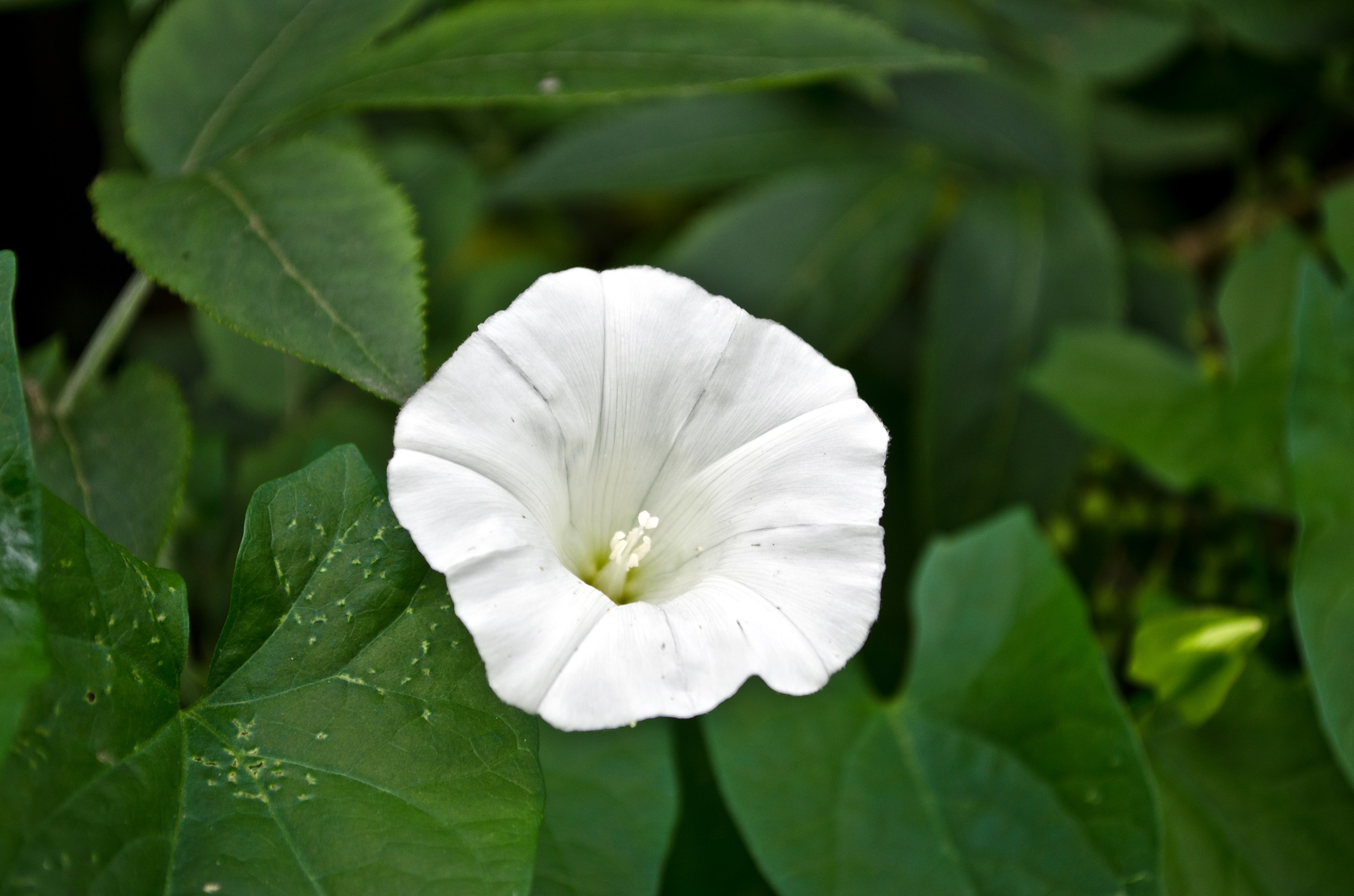 Volbura, cel mai eficient laxativ natural | Paradis Verde