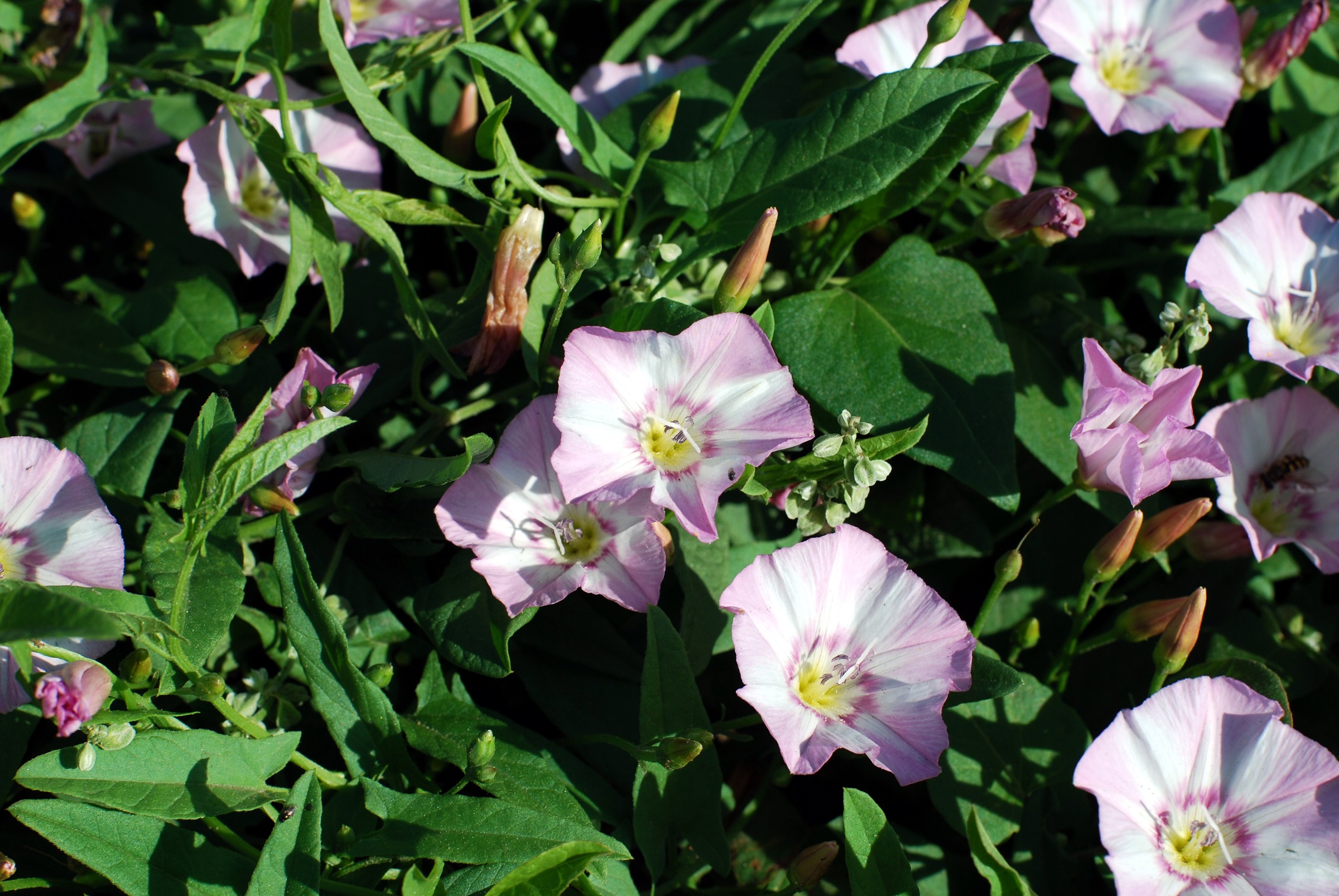 Volbura, cel mai eficient laxativ natural | Paradis Verde