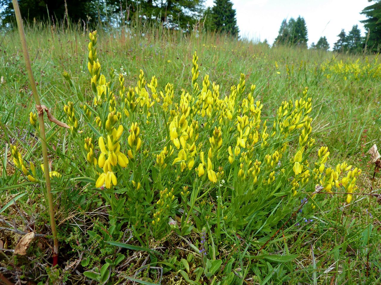 Drobița ajută în cazul toxiinfecțiilor alimentare și a indigestiilor ...