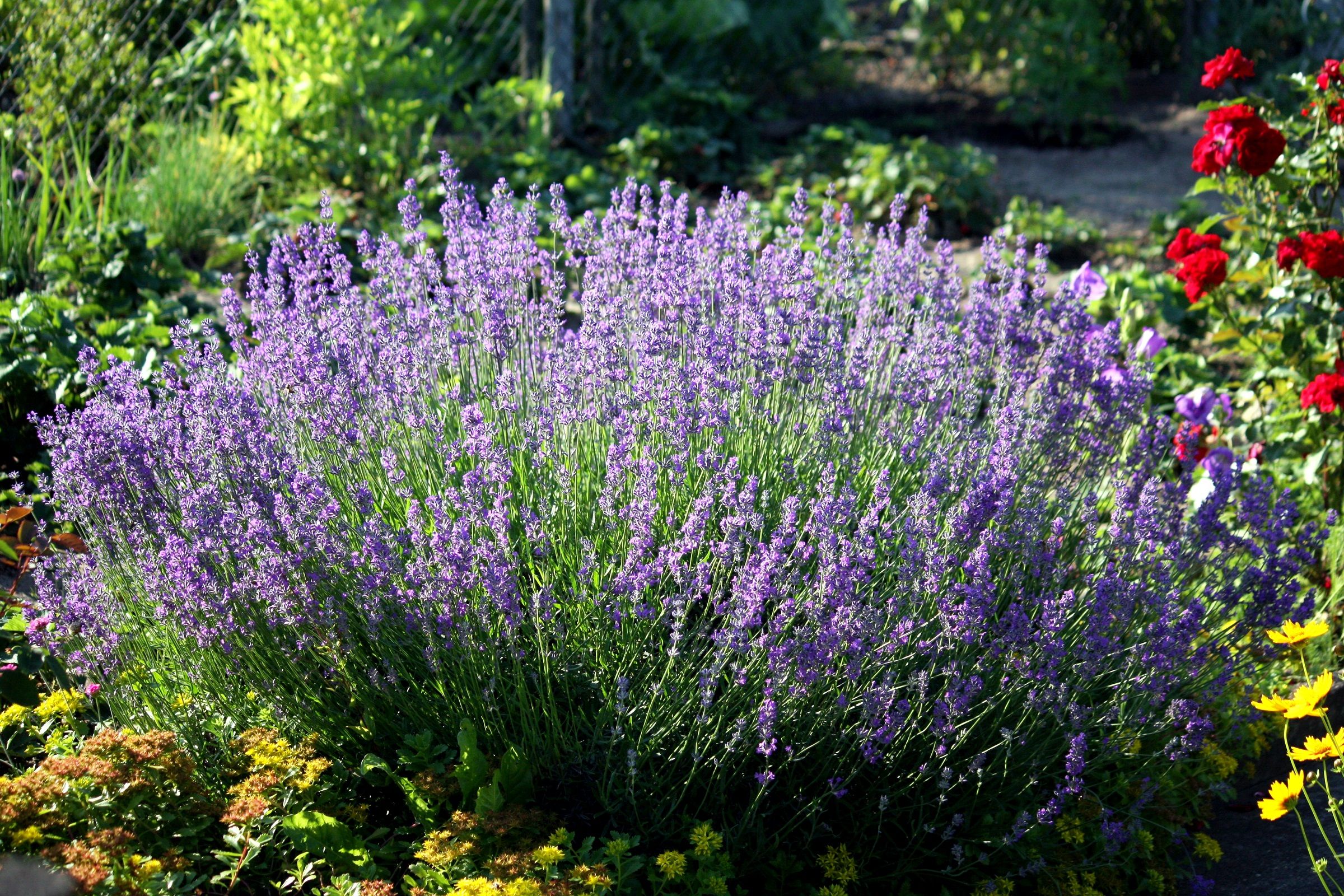 Lavanda - parfum îmbătător cu virtuți terapeutice | Paradis Verde