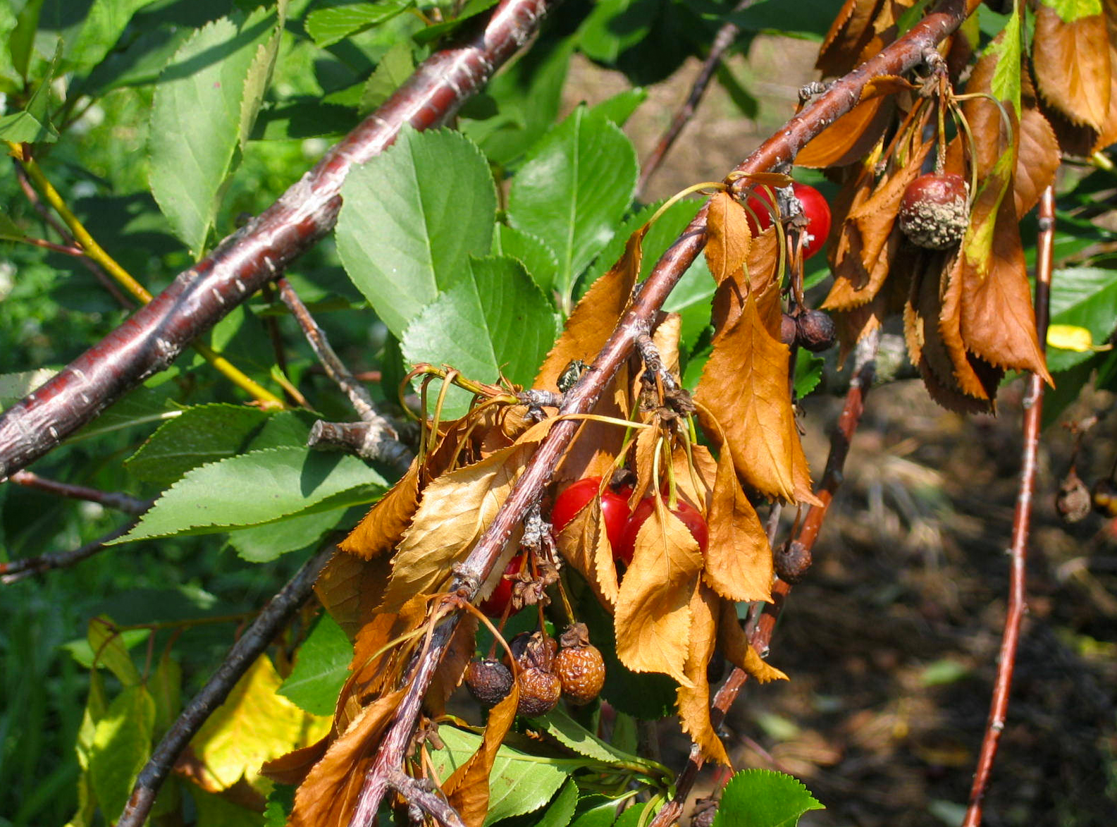 Monilioza sâmburoaselor - momentele cheie pentru tratamente | Paradis Verde