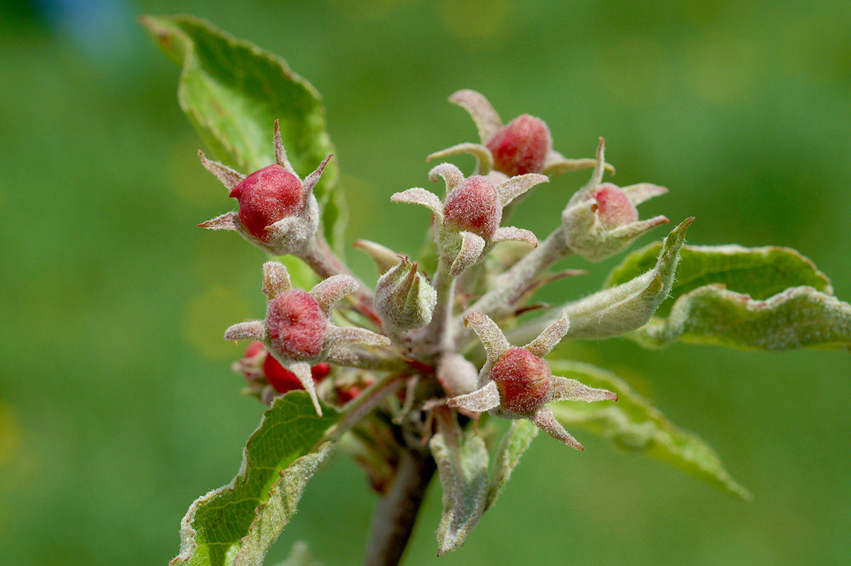 Cele mai frecvente 3 boli ale mărului | Paradis Verde