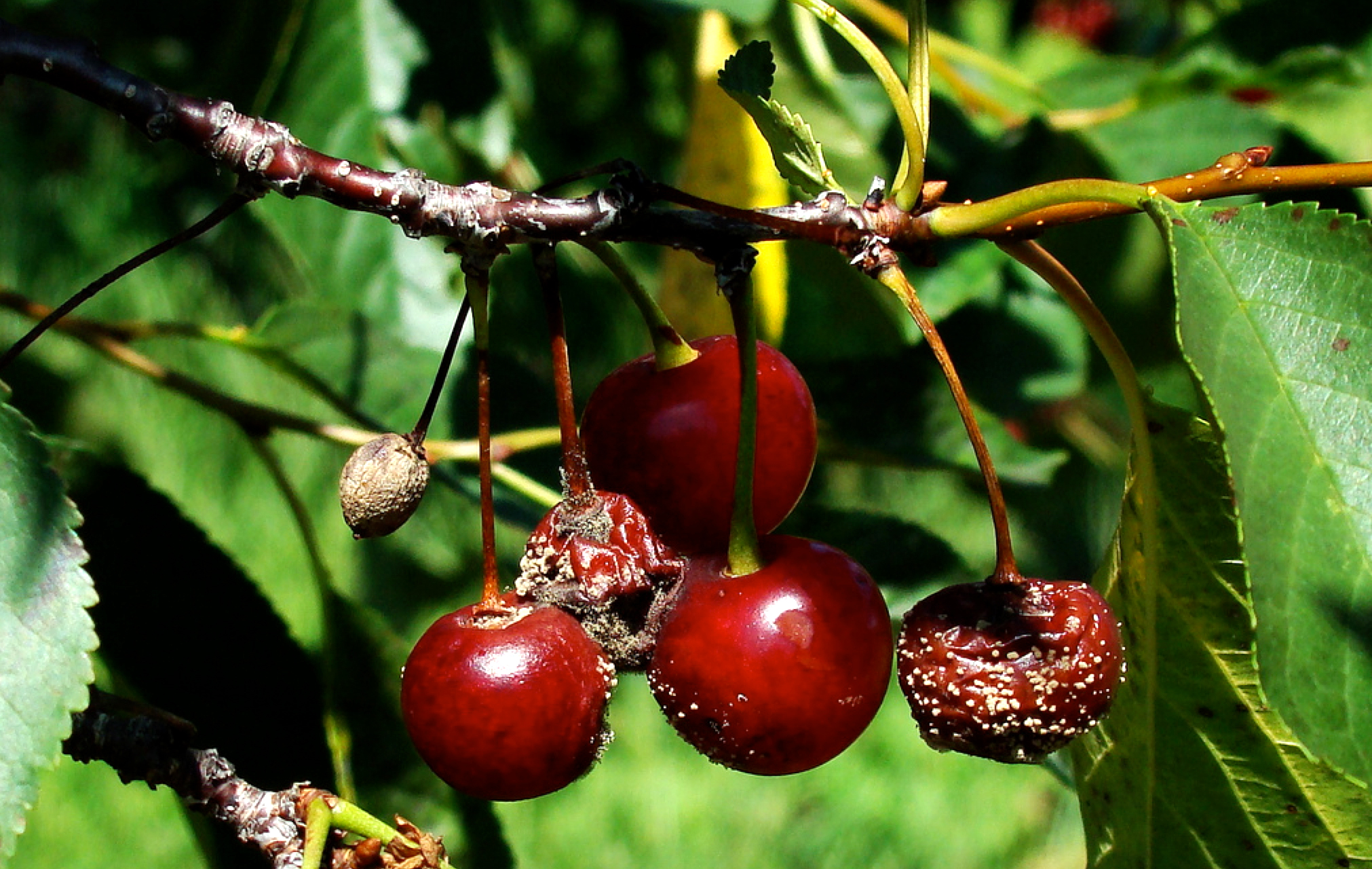 Monilioza sâmburoaselor - momentele cheie pentru tratamente | Paradis Verde