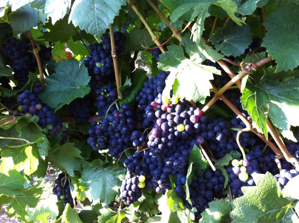 Crama S.E.R.V.E. | Paradis Verde