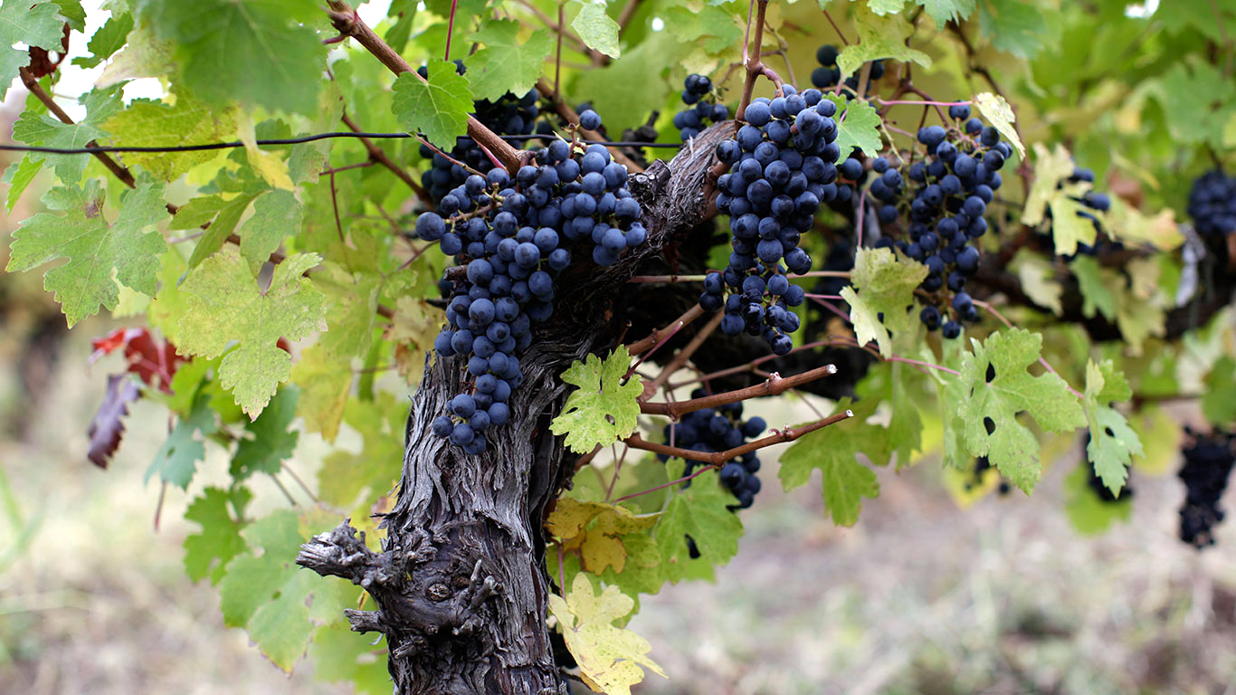 Crama Davino | Paradis Verde