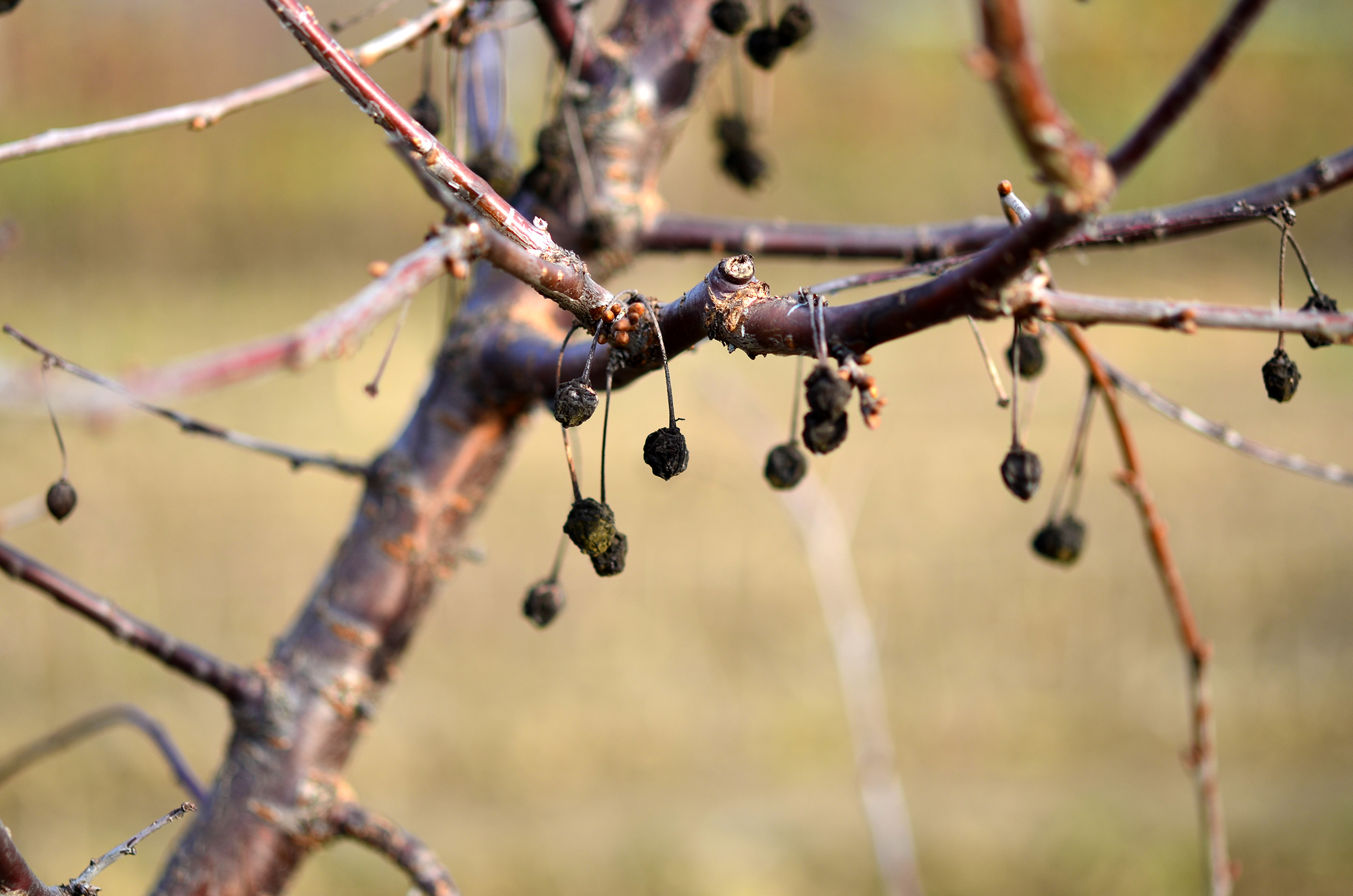 Monilioza sâmburoaselor - momentele cheie pentru tratamente | Paradis Verde