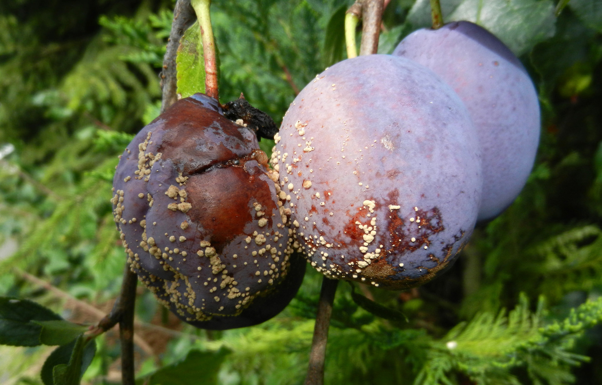 Monilioza sâmburoaselor - momentele cheie pentru tratamente | Paradis Verde