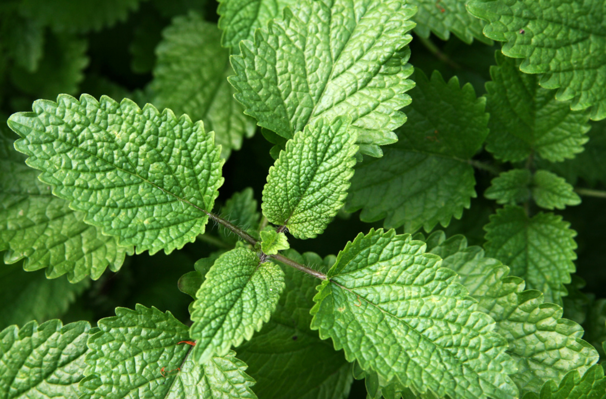 5 plante medicinale care nu trebuie să lipsească de lângă casă ...