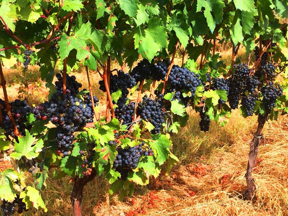 Cramele Halewood | Paradis Verde