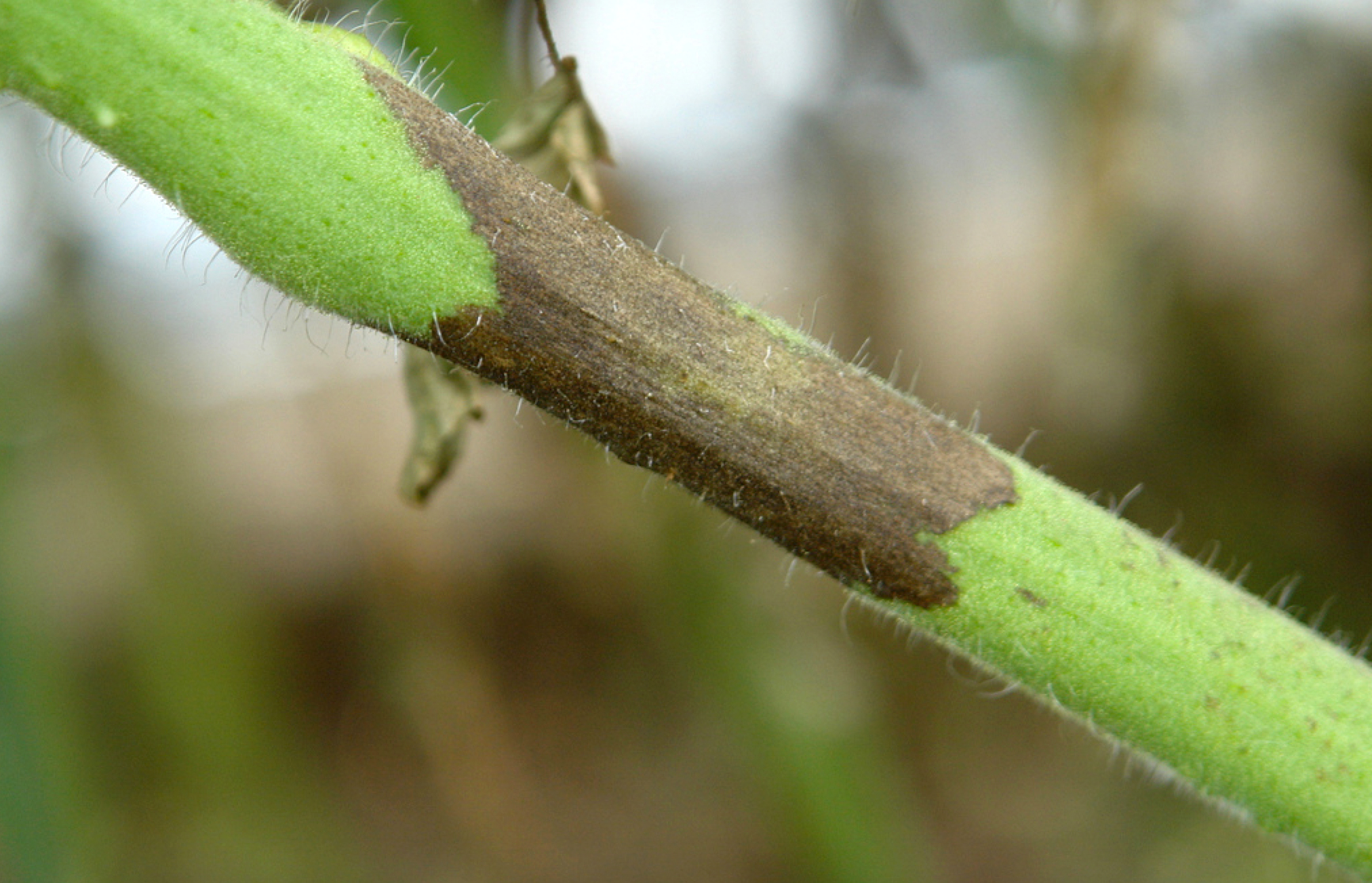 Mana tomatelor: lămuriri, soluții bio și toate tratamentele chimice ...