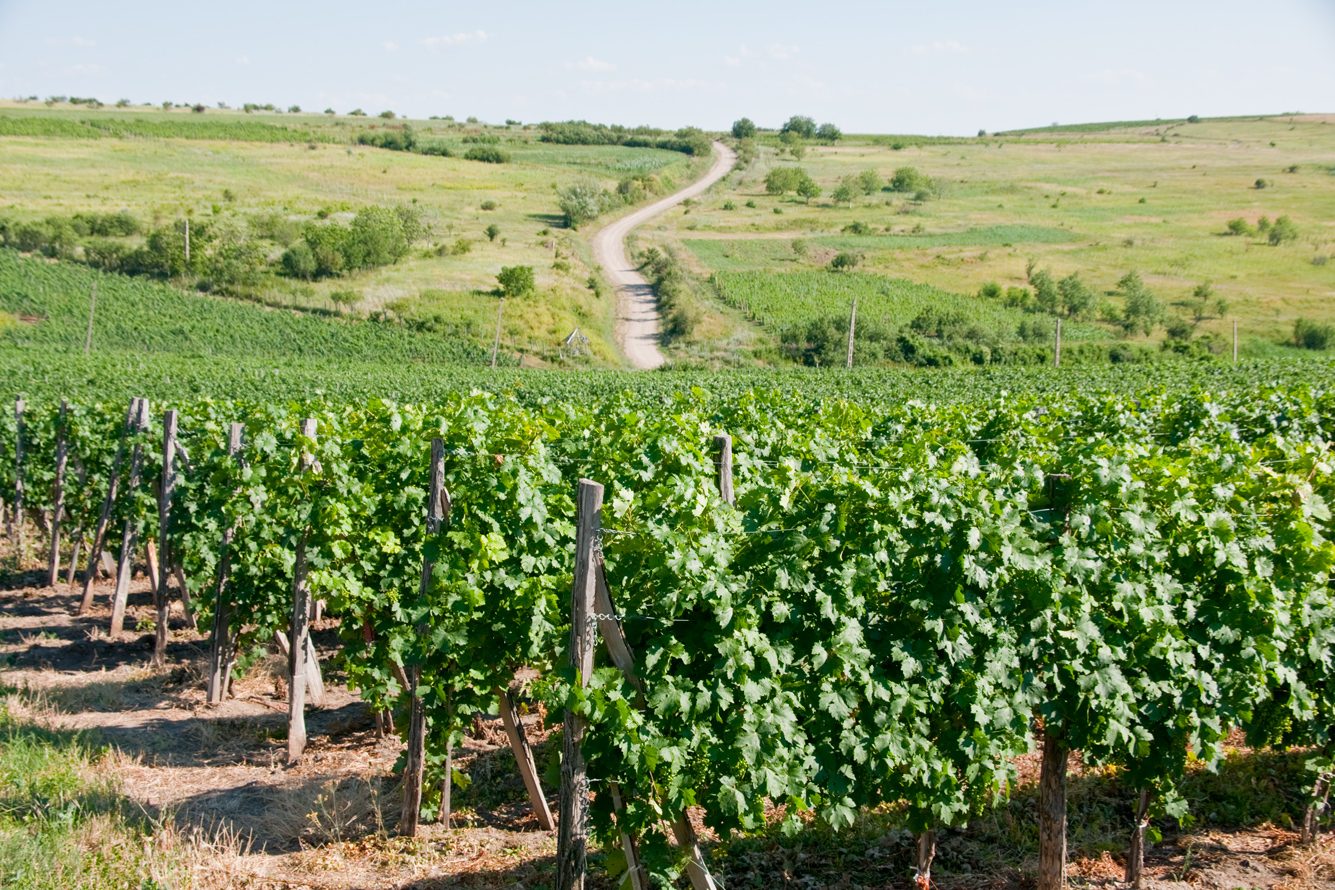 Crama Lacerta | Paradis Verde