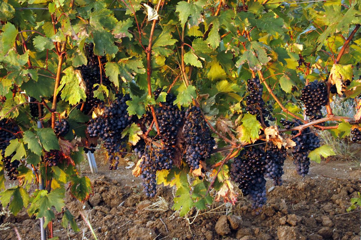 Vinul Familiei Boeru | Paradis Verde