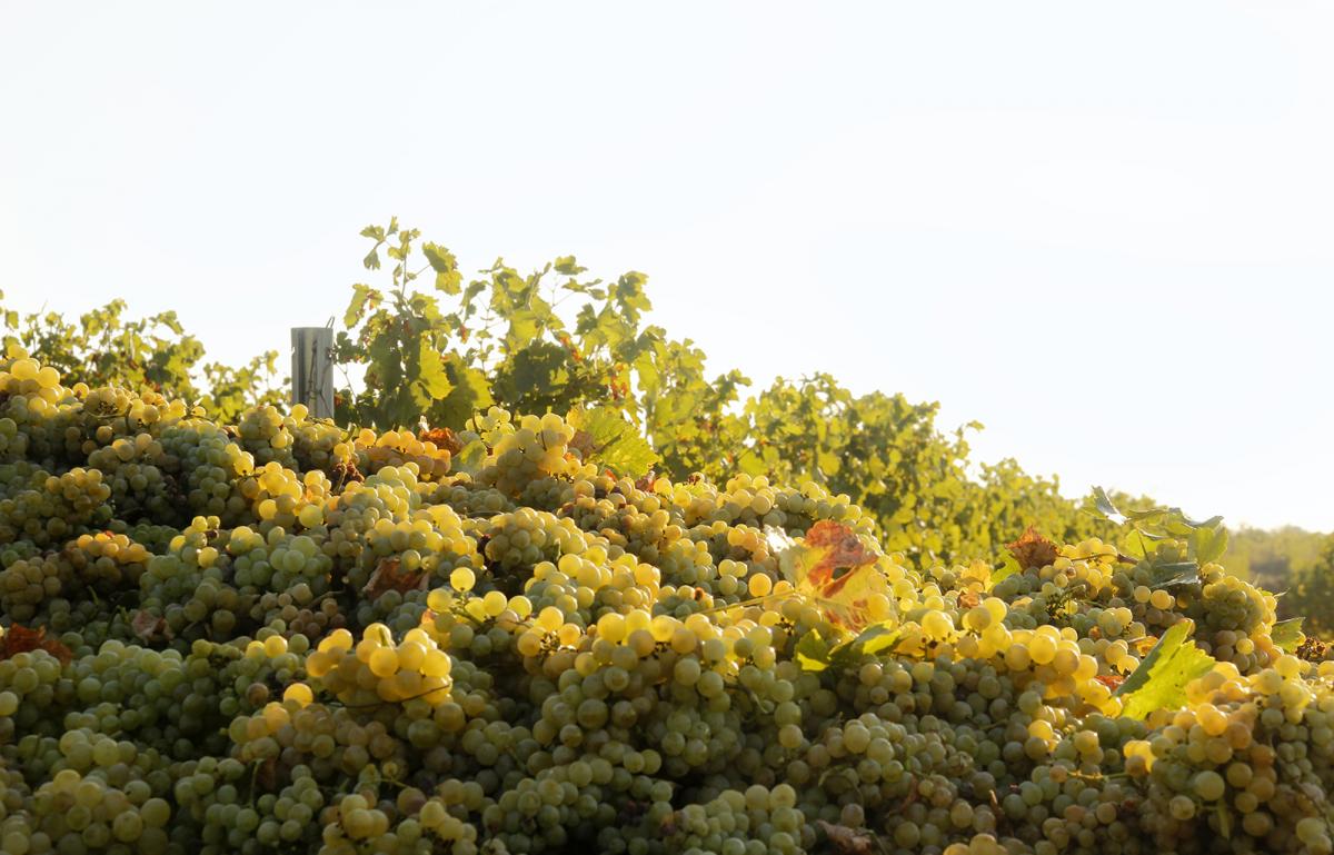 Vinul Familiei Boeru | Paradis Verde