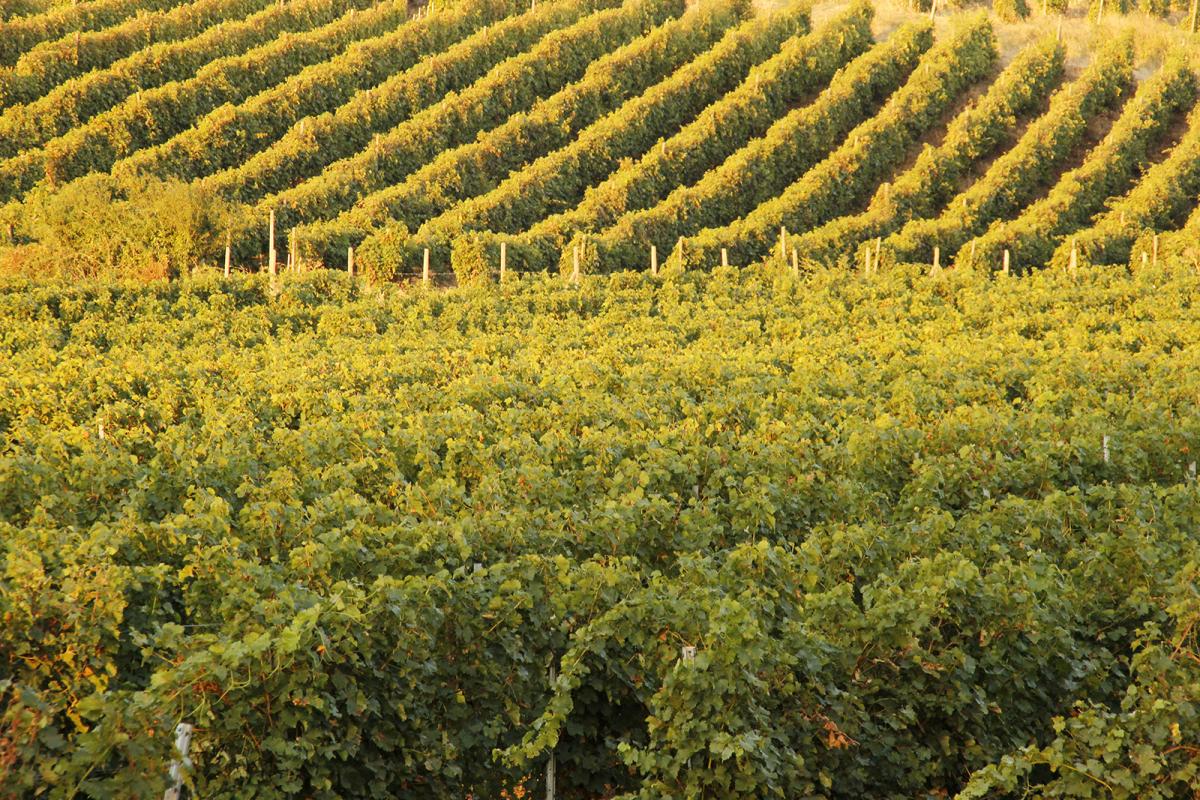 Vinul Familiei Boeru | Paradis Verde