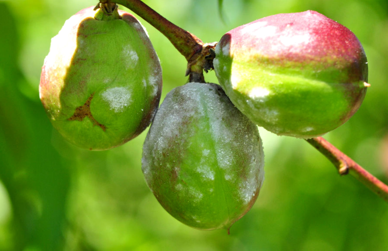 Făinarea piersicului: anii cei mai predispuși la această boală ...