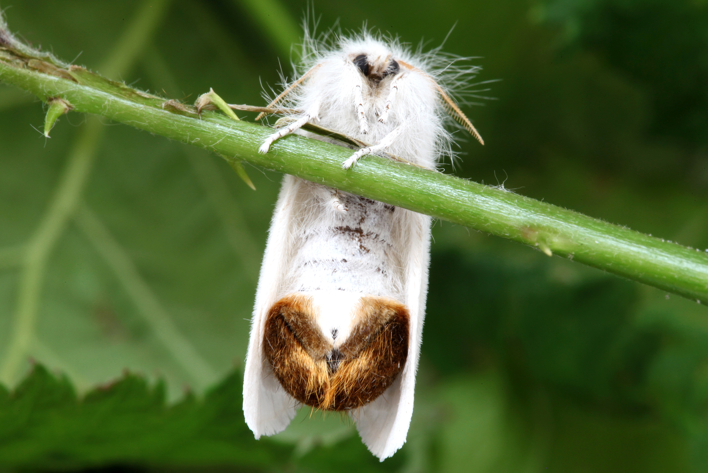 Fluturele cu abdomenul auriu: foarte periculos la atacul de primăvară ...