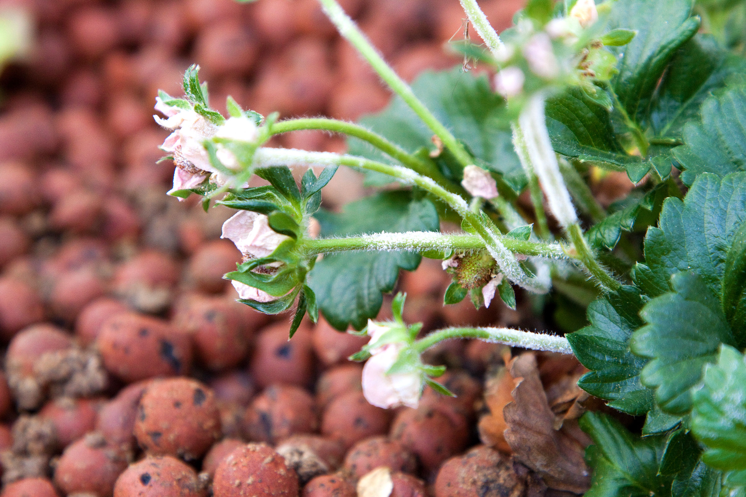 Cum se manifestă și cum se tratează făinarea căpșunului | Paradis Verde