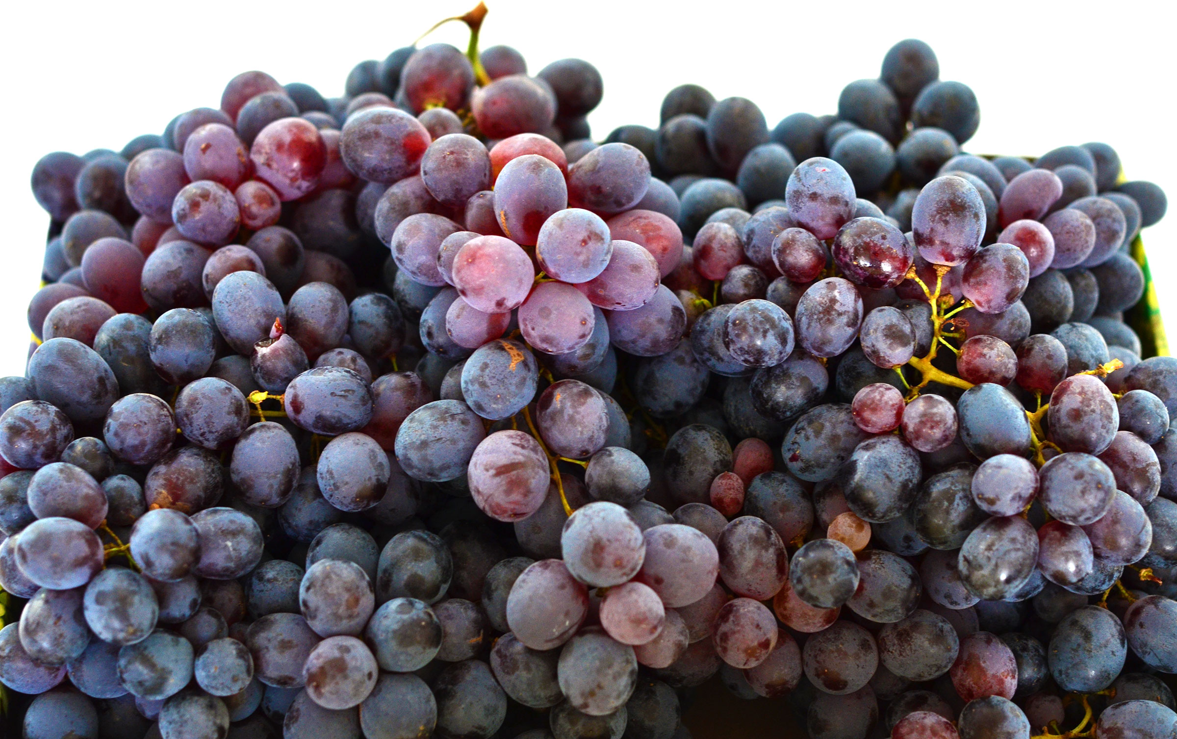 Resveratrolul, explicația „paradoxului francez”? | Paradis Verde