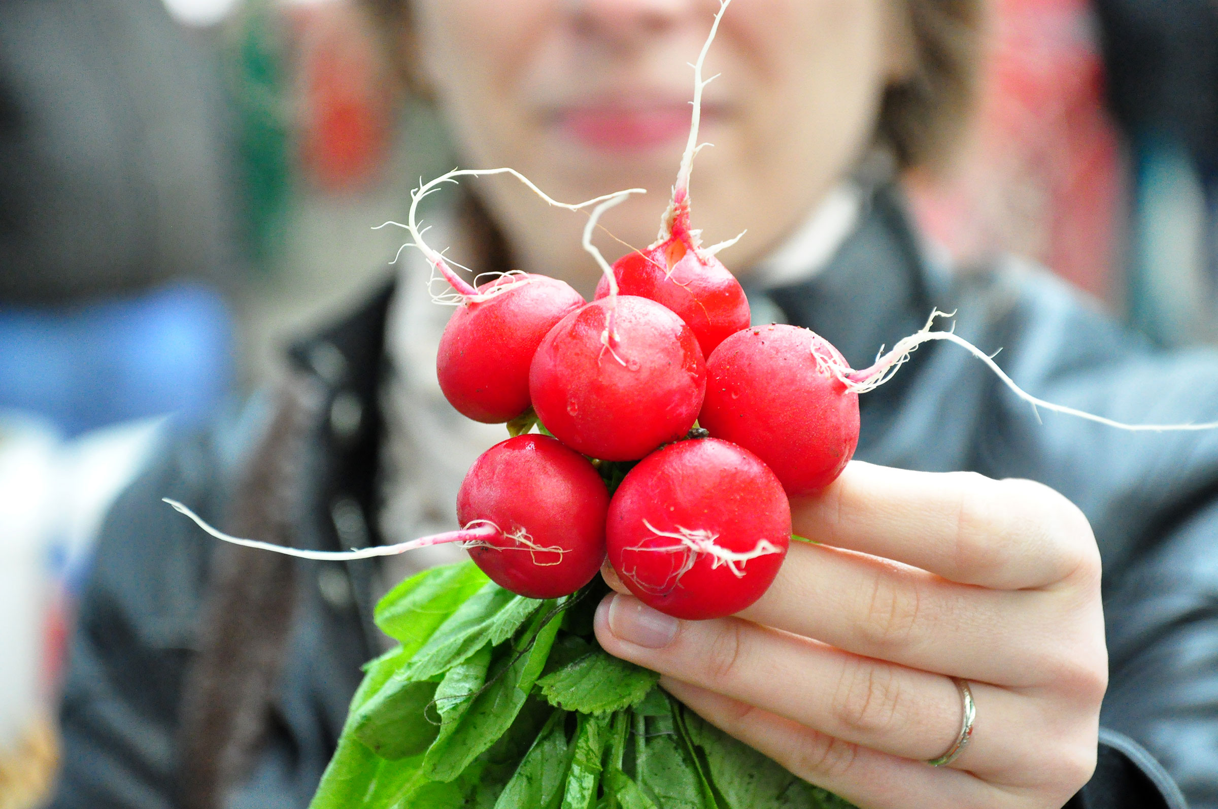 Ghid concis de cultivare a ridichilor | Paradis Verde