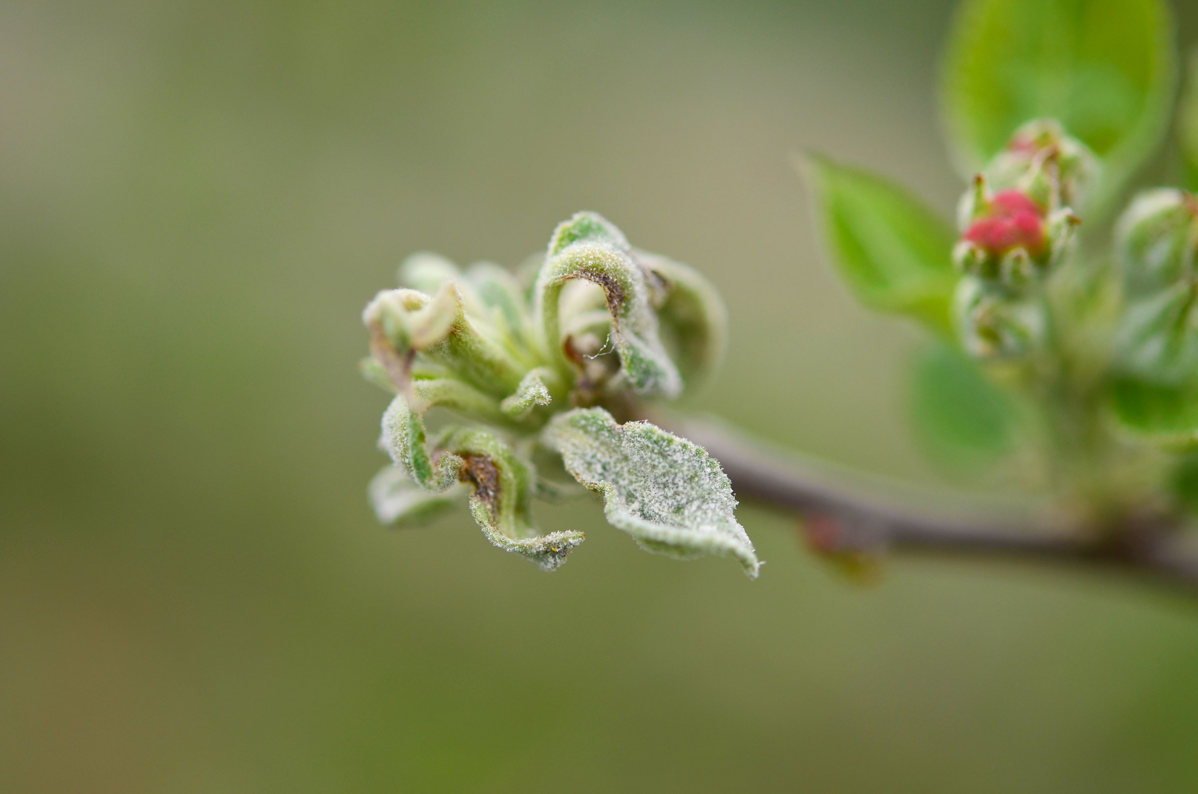 Cum recunoaștem infecția primară cu făinare la măr | Paradis Verde