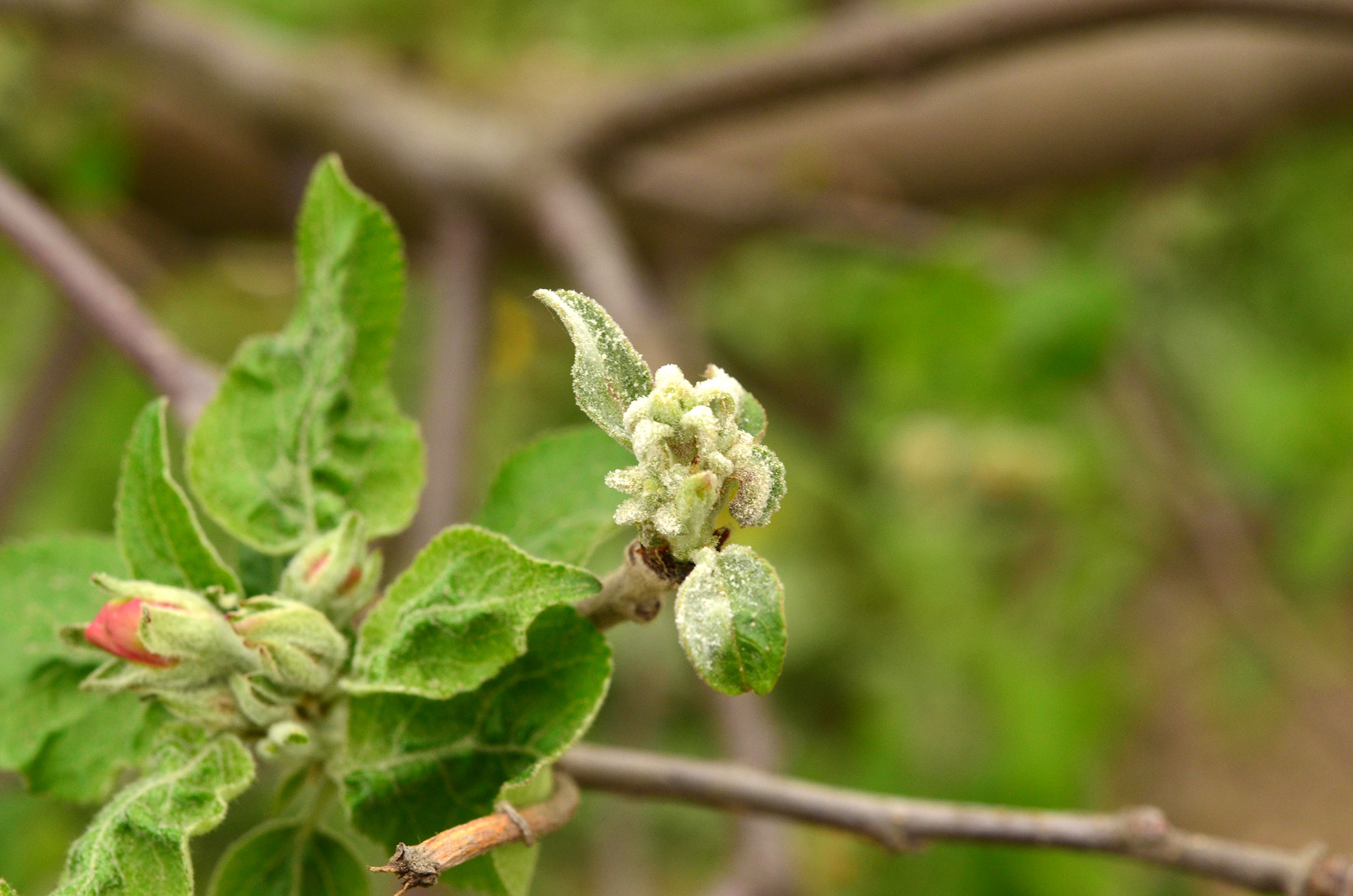 Cum recunoaștem infecția primară cu făinare la măr | Paradis Verde