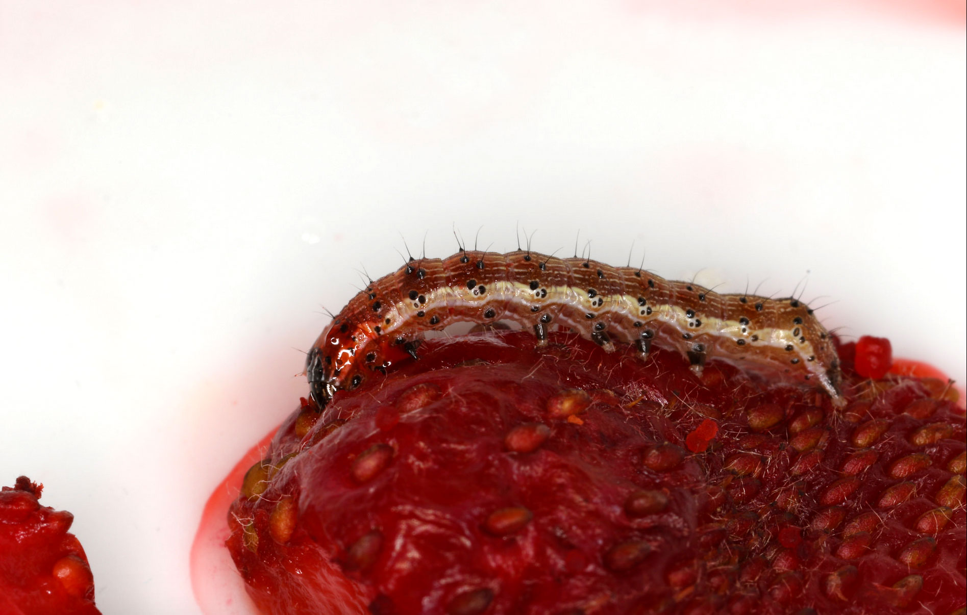 Omida fructificațiilor: diferite înfățișări, dar aceeași poftă de ...