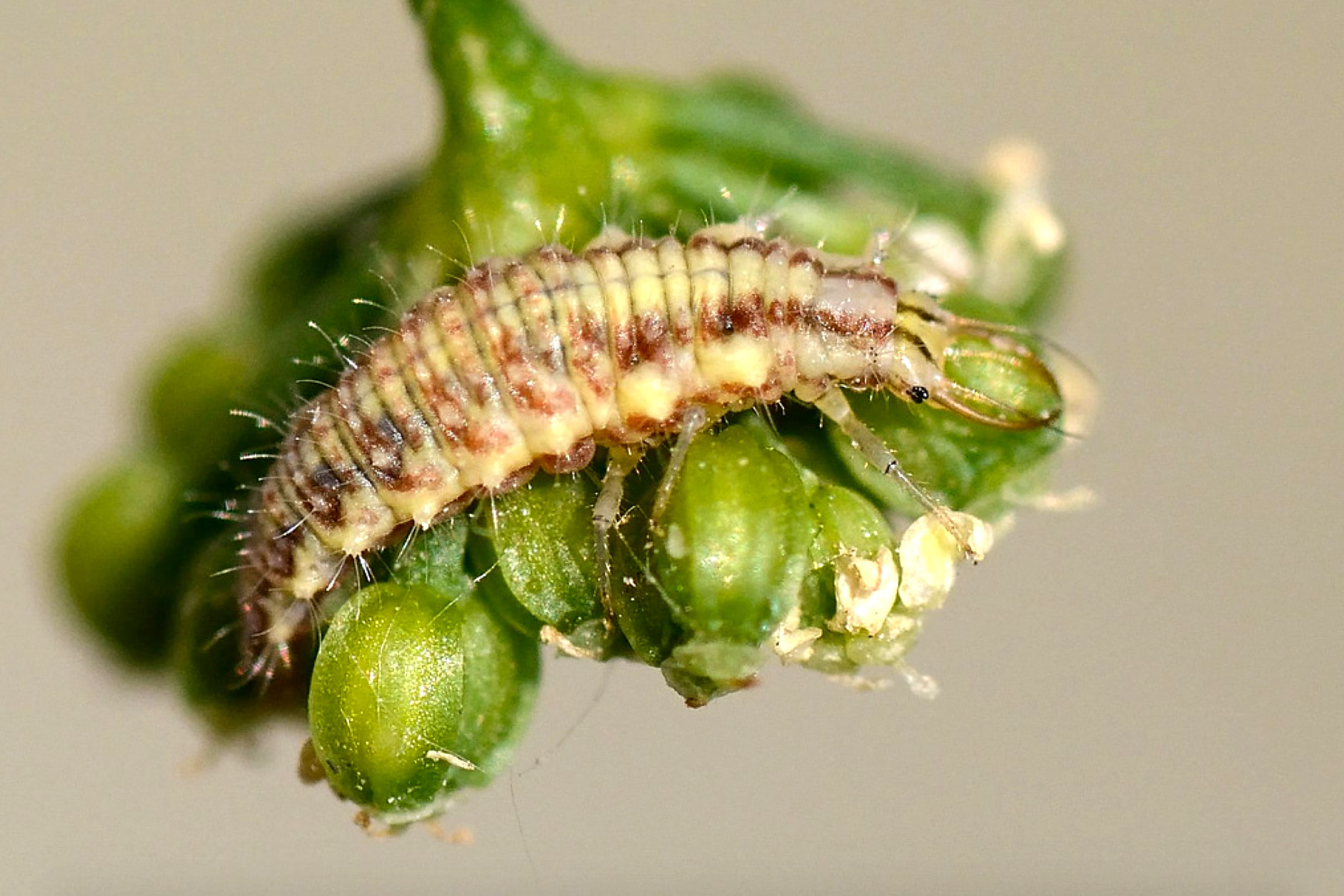 Chrysopa carnea: de ce trebuie să ne bucure prezența ei | Paradis Verde