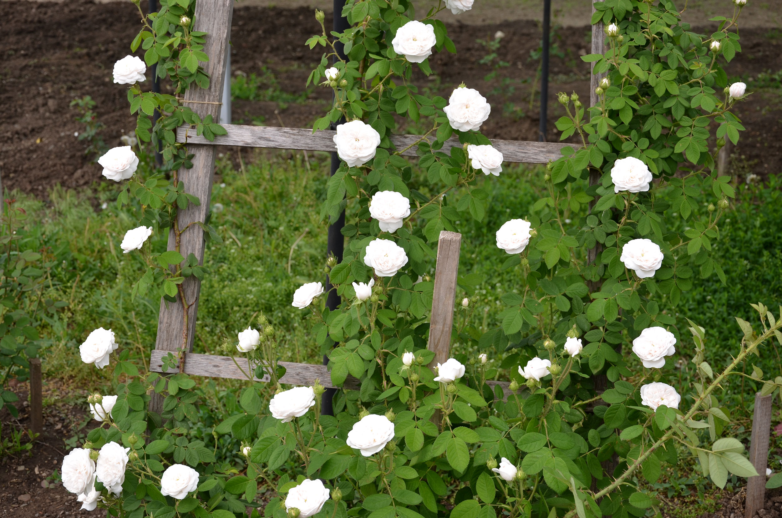 Idei florifere și fructifere pentru o curte de 150 mp | Paradis Verde