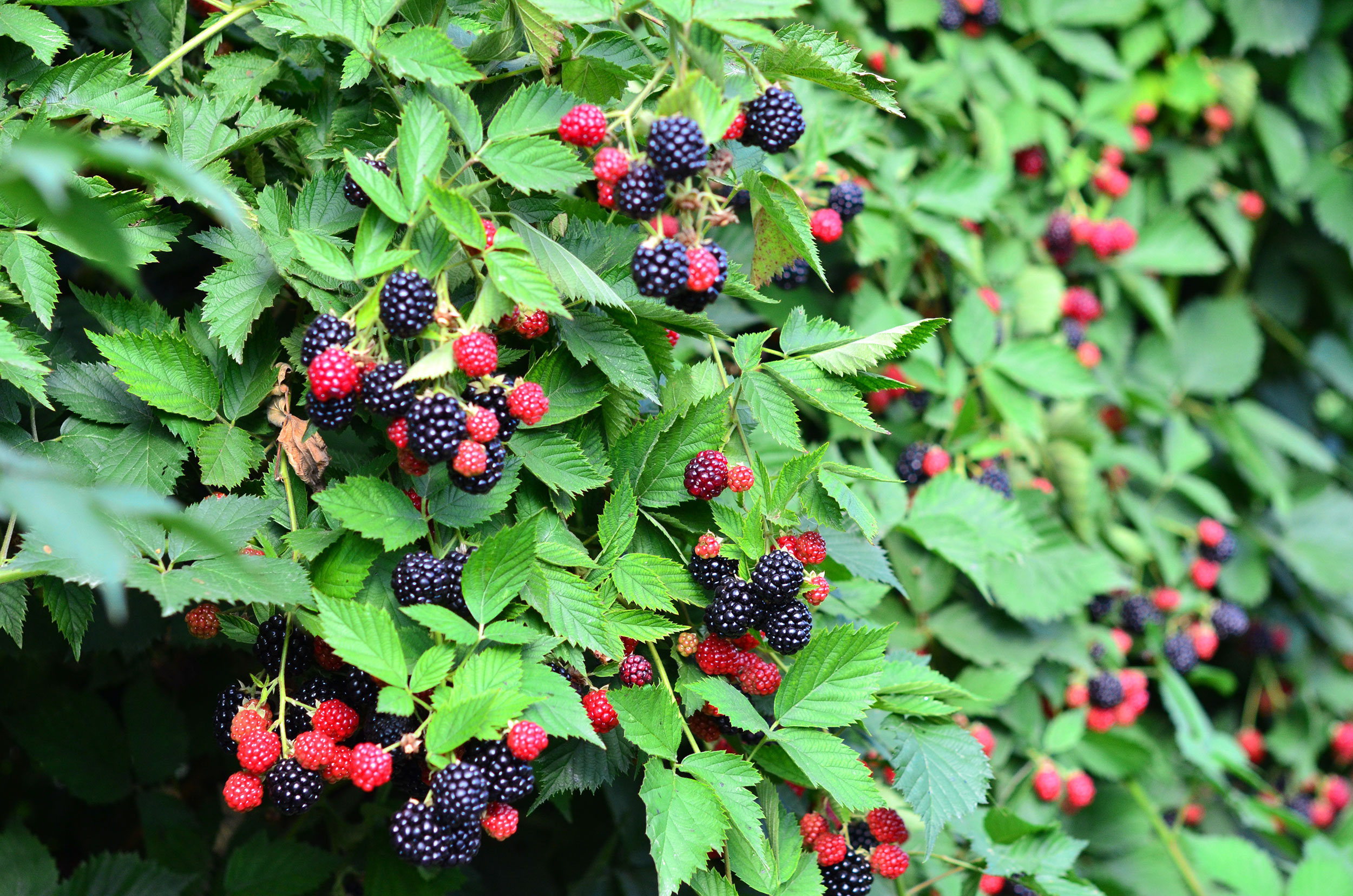 Idei florifere și fructifere pentru o curte de 150 mp | Paradis Verde