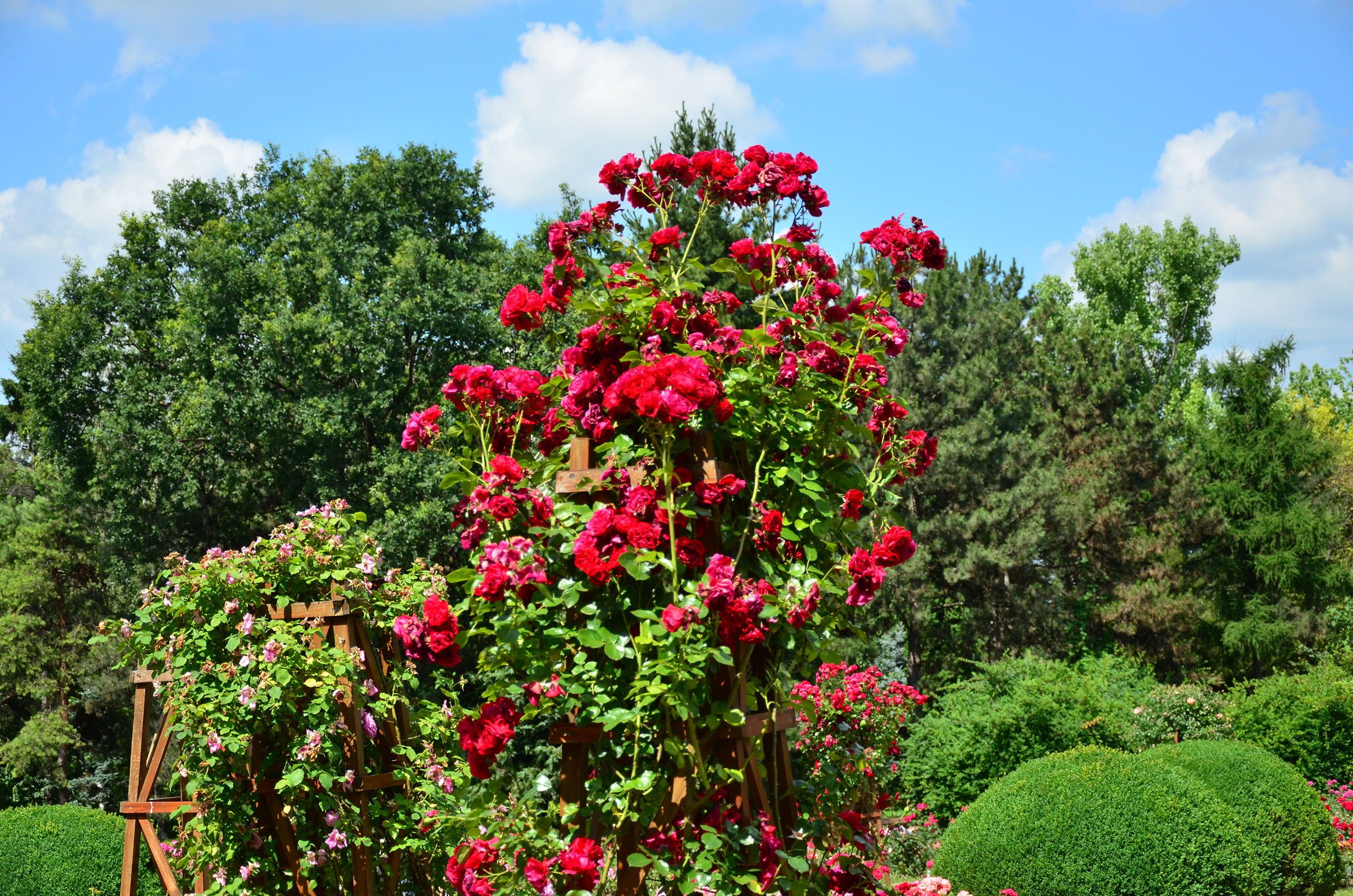 Idei florifere și fructifere pentru o curte de 150 mp | Paradis Verde