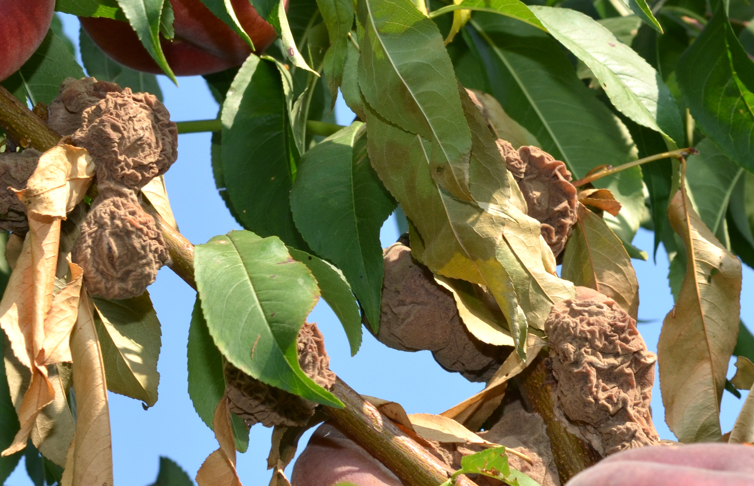 Monilioza sâmburoaselor - momentele cheie pentru tratamente | Paradis Verde