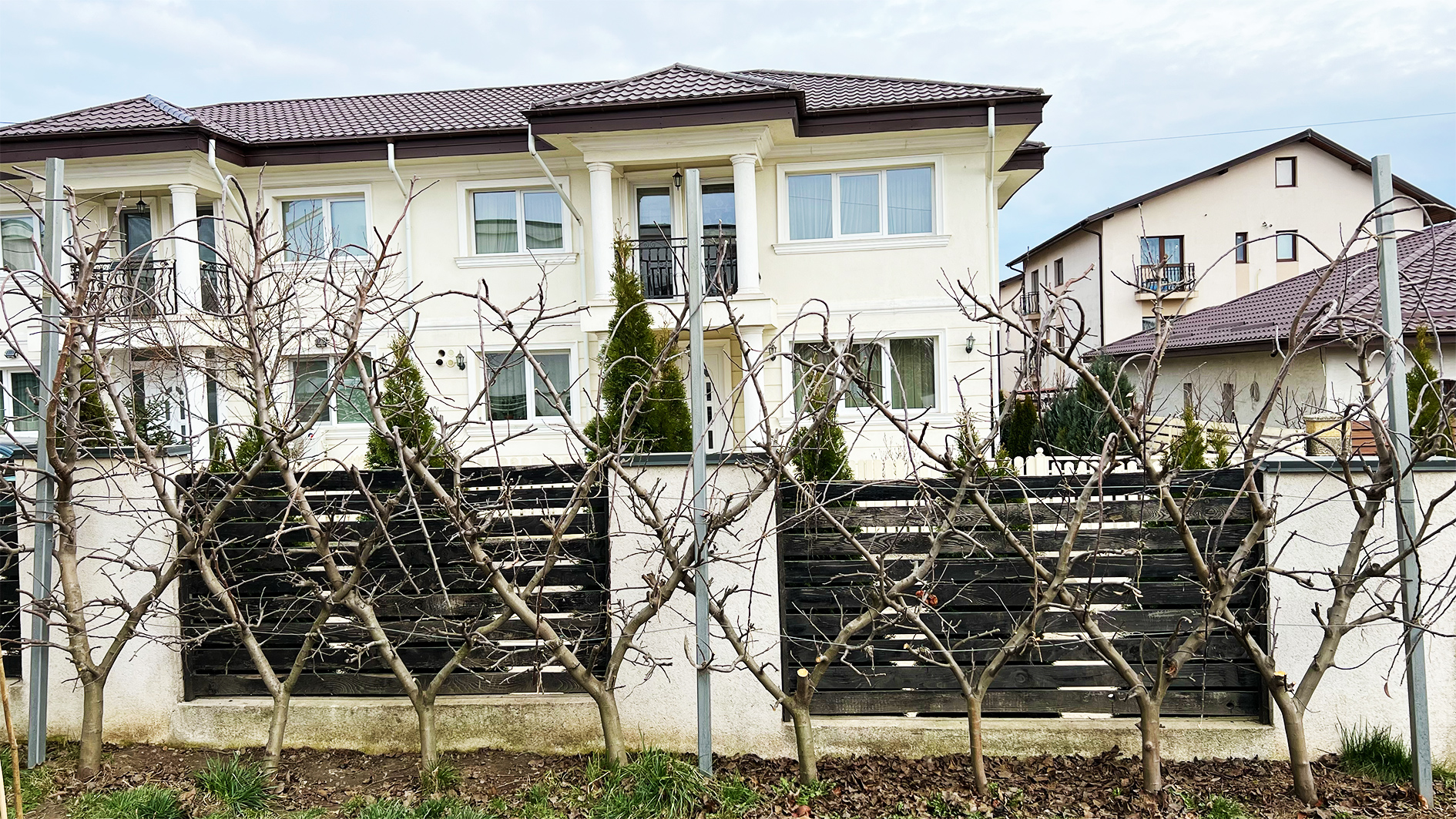 Tăieri la un gard belgian de măr, de 5 ani | Paradis Verde