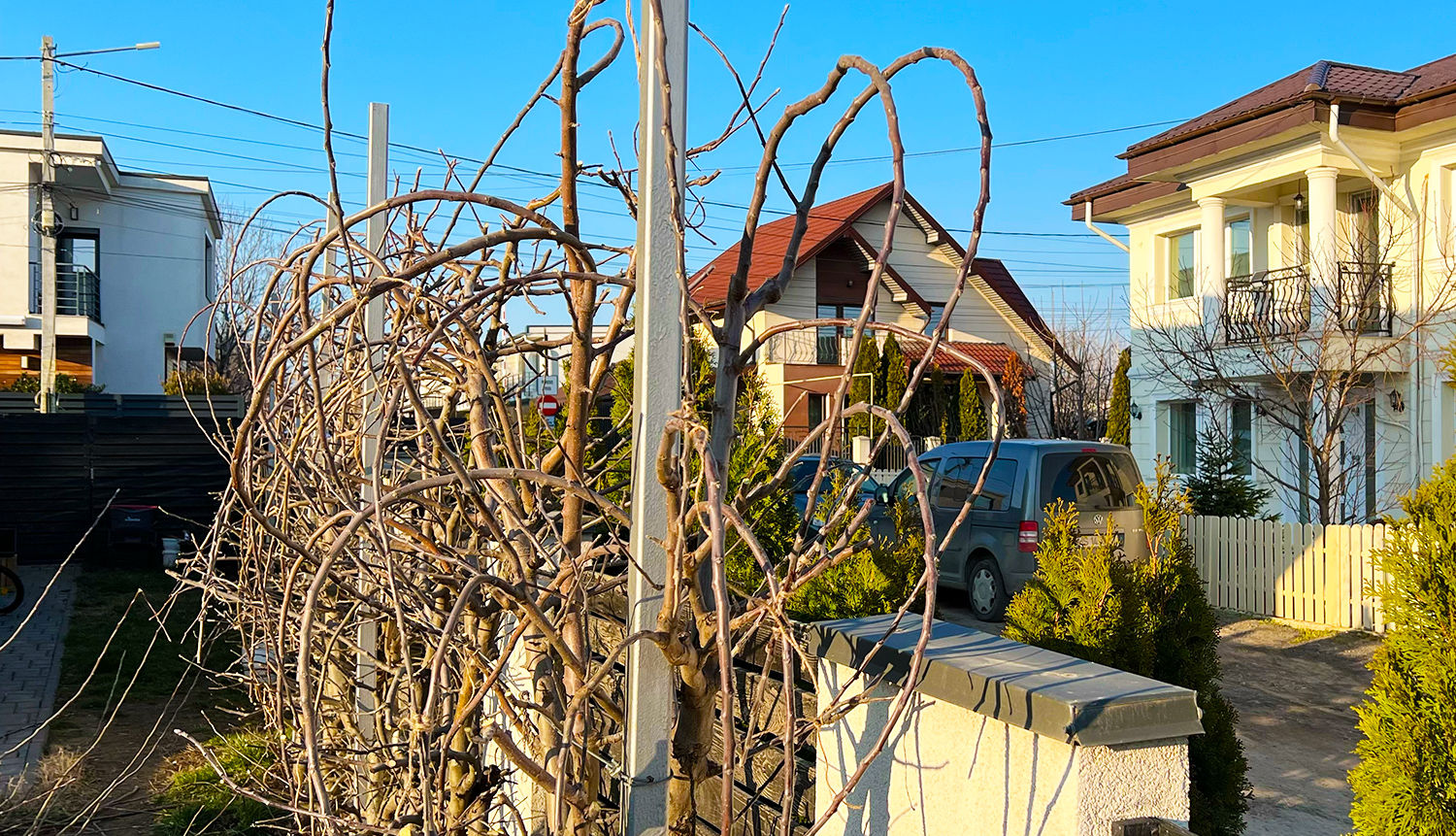 Tăieri la un gard belgian de măr, de 5 ani | Paradis Verde