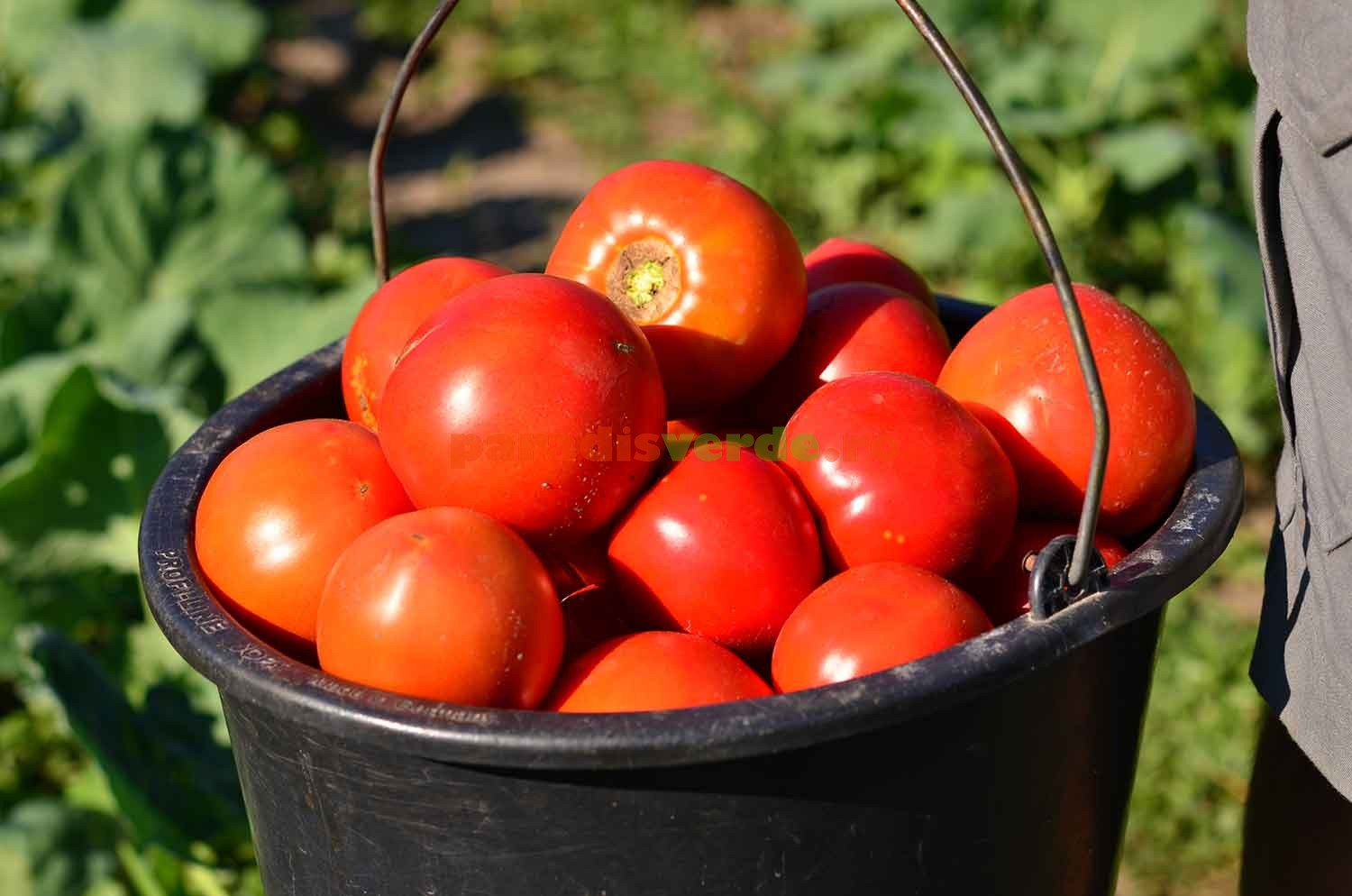 Secrete de știut despre cultivarea roșiilor | Paradis Verde