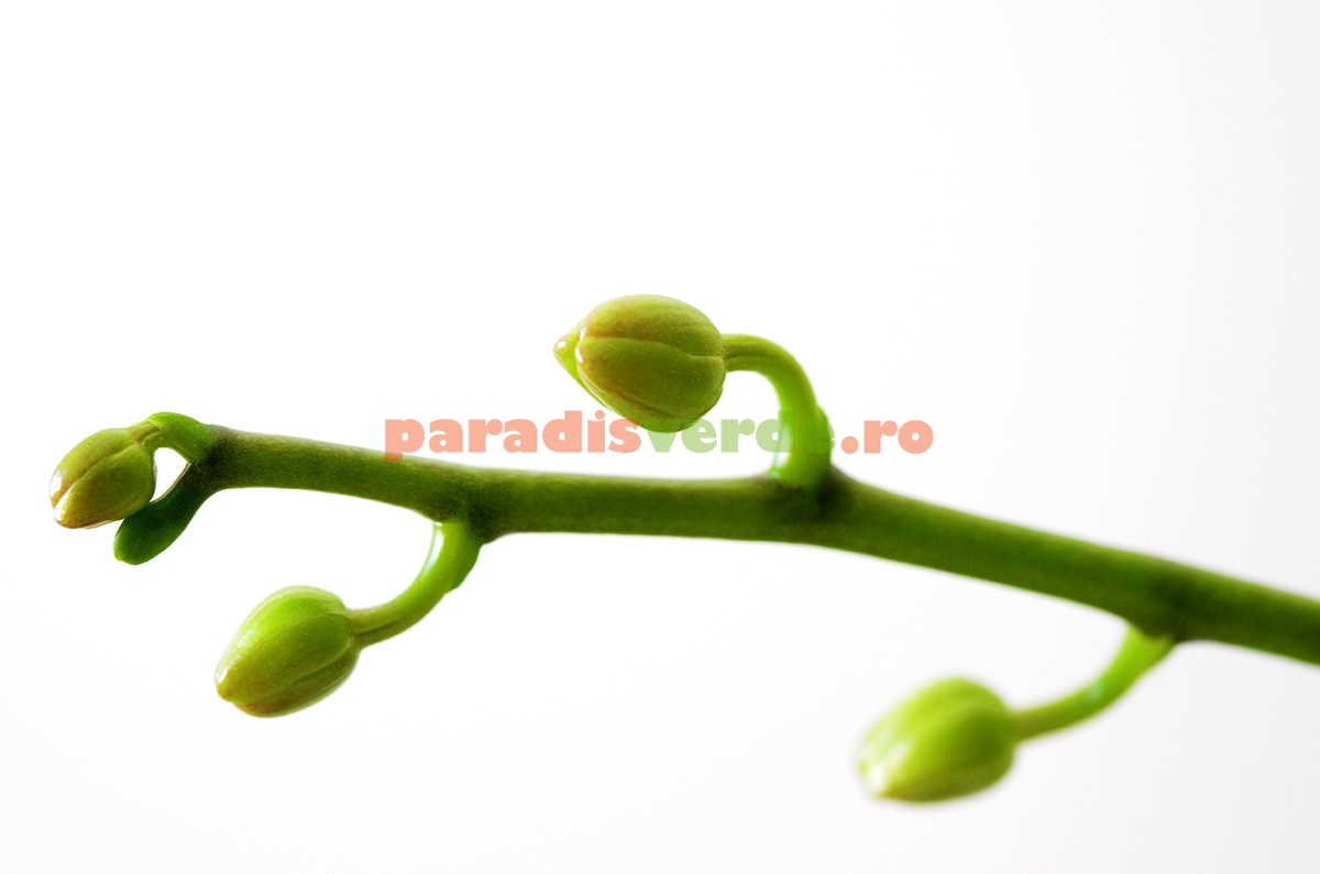 Cum se provoacă o nouă înflorire la orhidee | Paradis Verde