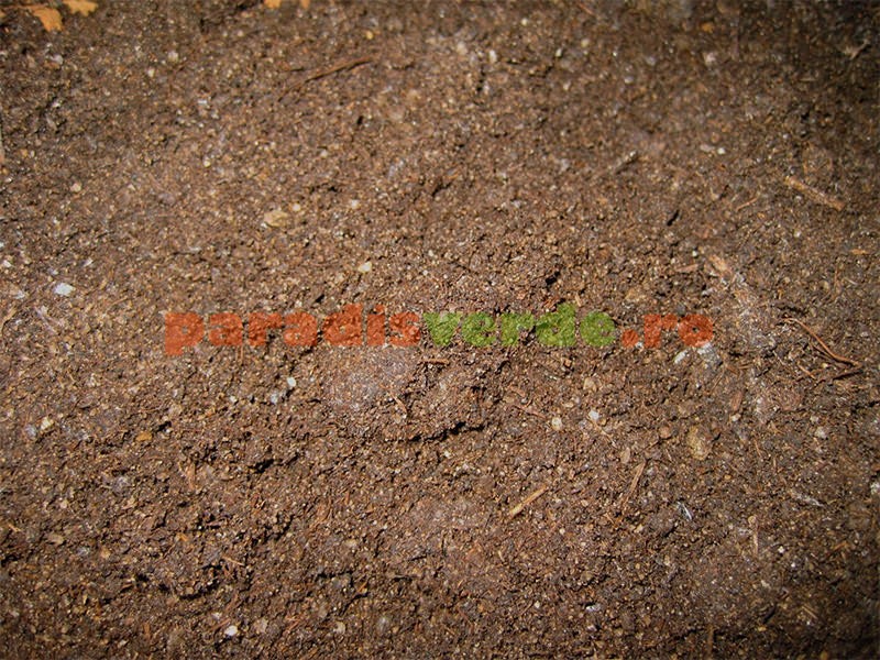 Ce pământ să puneți în ghiveci, ca plantei să-i meargă bine | Paradis Verde