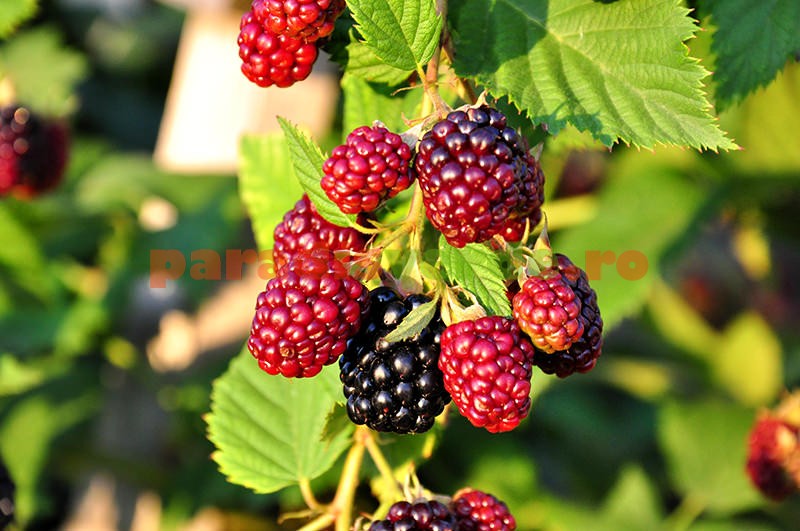 De ce-şi merită murul locul în grădină | Paradis Verde