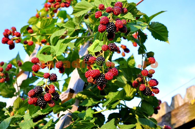 De ce-şi merită murul locul în grădină | Paradis Verde