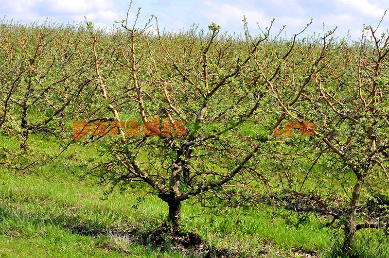 Cât trăiesc pomii pitici? | Paradis Verde