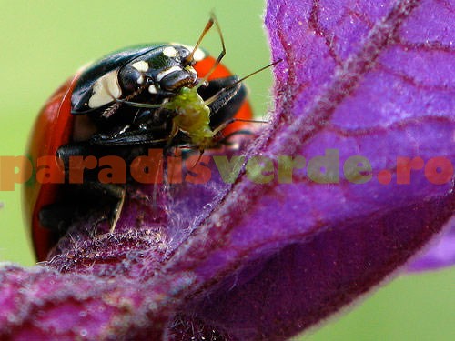 Buburuza, spaima insectelor dăunătoare | Paradis Verde
