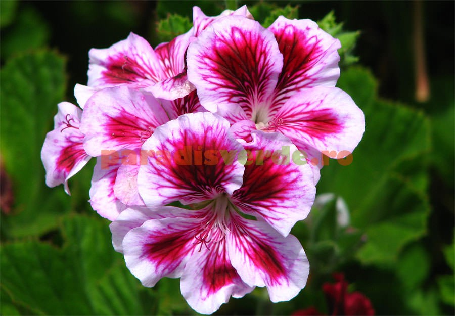 Muşcata | Paradis Verde