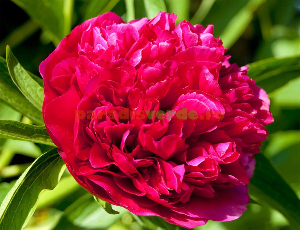 Unde plantăm bujorii? | Paradis Verde