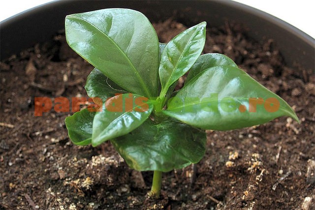 Arborele de cafea | Paradis Verde