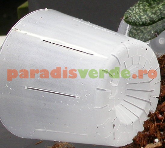 Ce pământ şi ce ghivece le plac orhideelor? | Paradis Verde