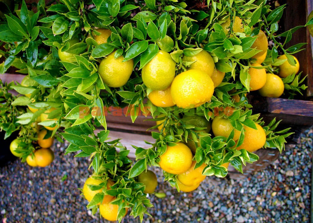 Citrice | Paradis Verde