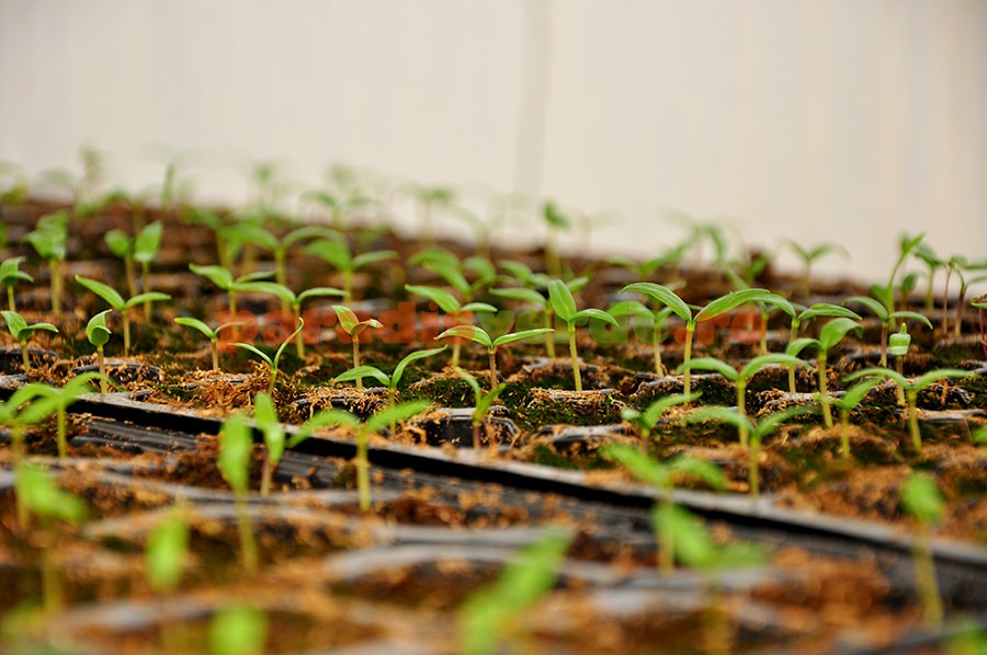 Secrete pentru răsaduri sănătoase | Paradis Verde