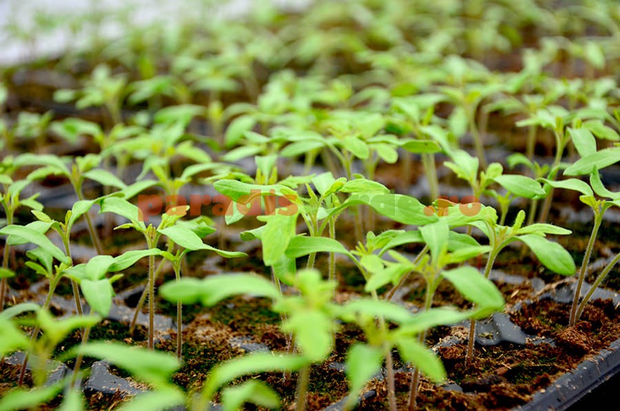 Secrete pentru răsaduri sănătoase | Paradis Verde