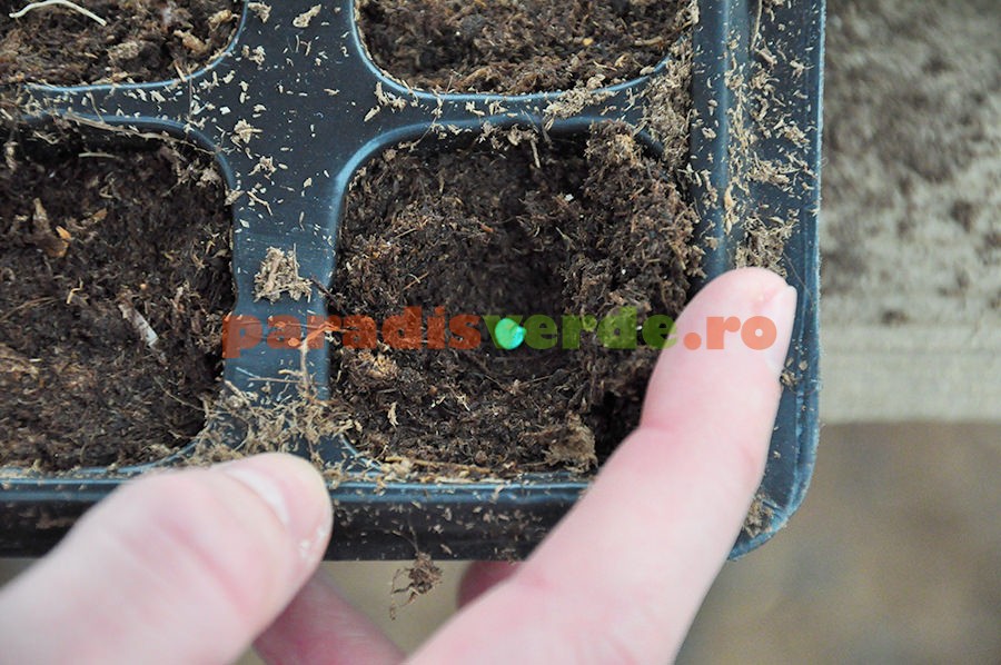 Secrete pentru răsaduri sănătoase | Paradis Verde